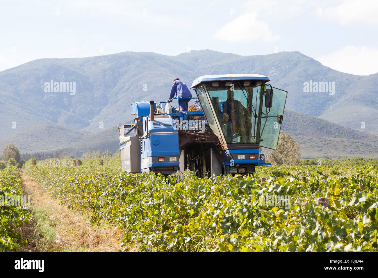 Mechanical harvesting Hanepoot grapes in vineyard with a New Holland ...