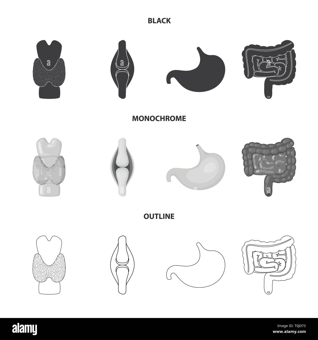 dorsal,bone,stomach,spinal,tendon,digestive,bones,ligament,gastric ...