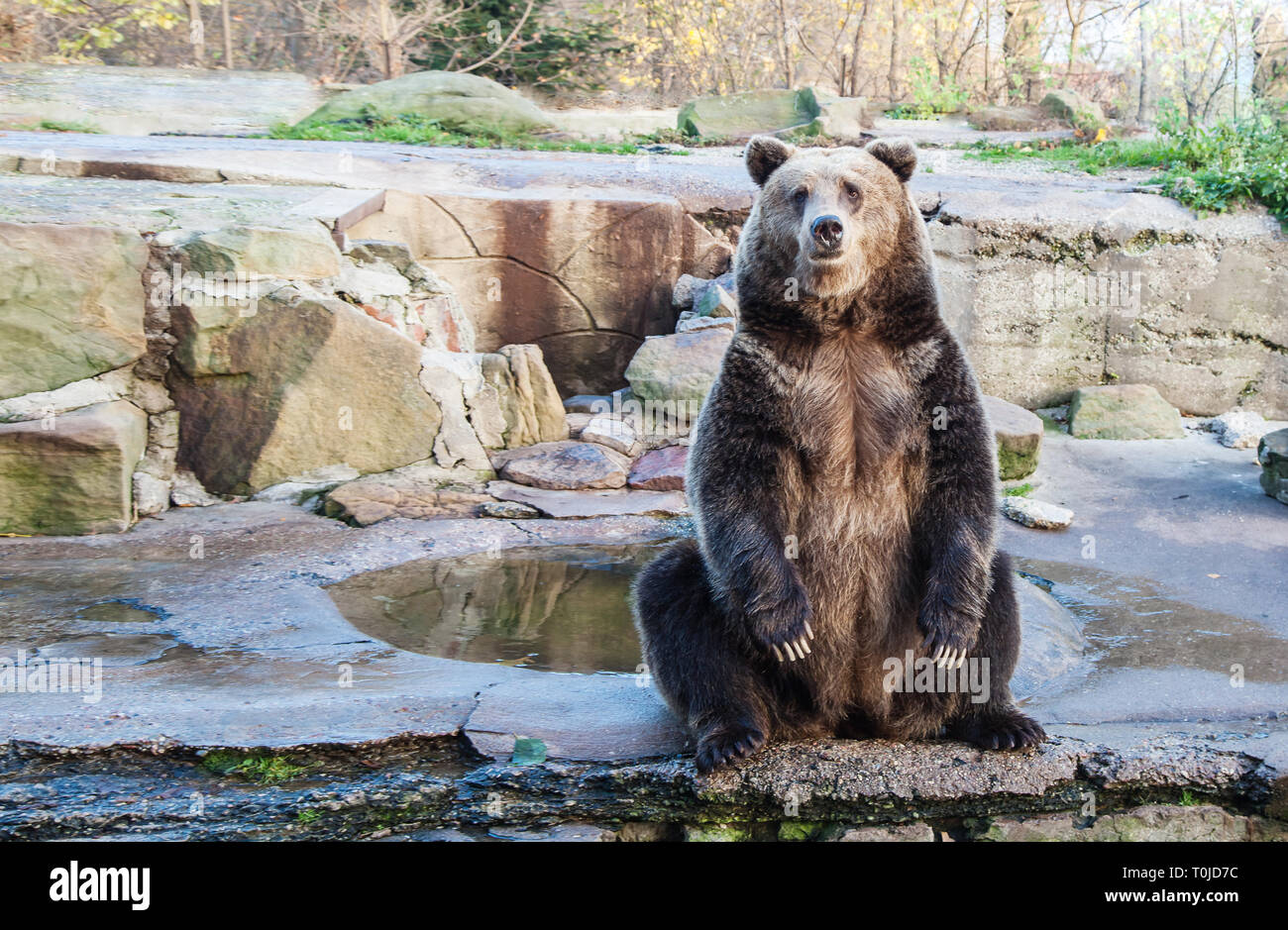 big brown bear in a city zoo closeup on sunny day Stock Photo - Alamy