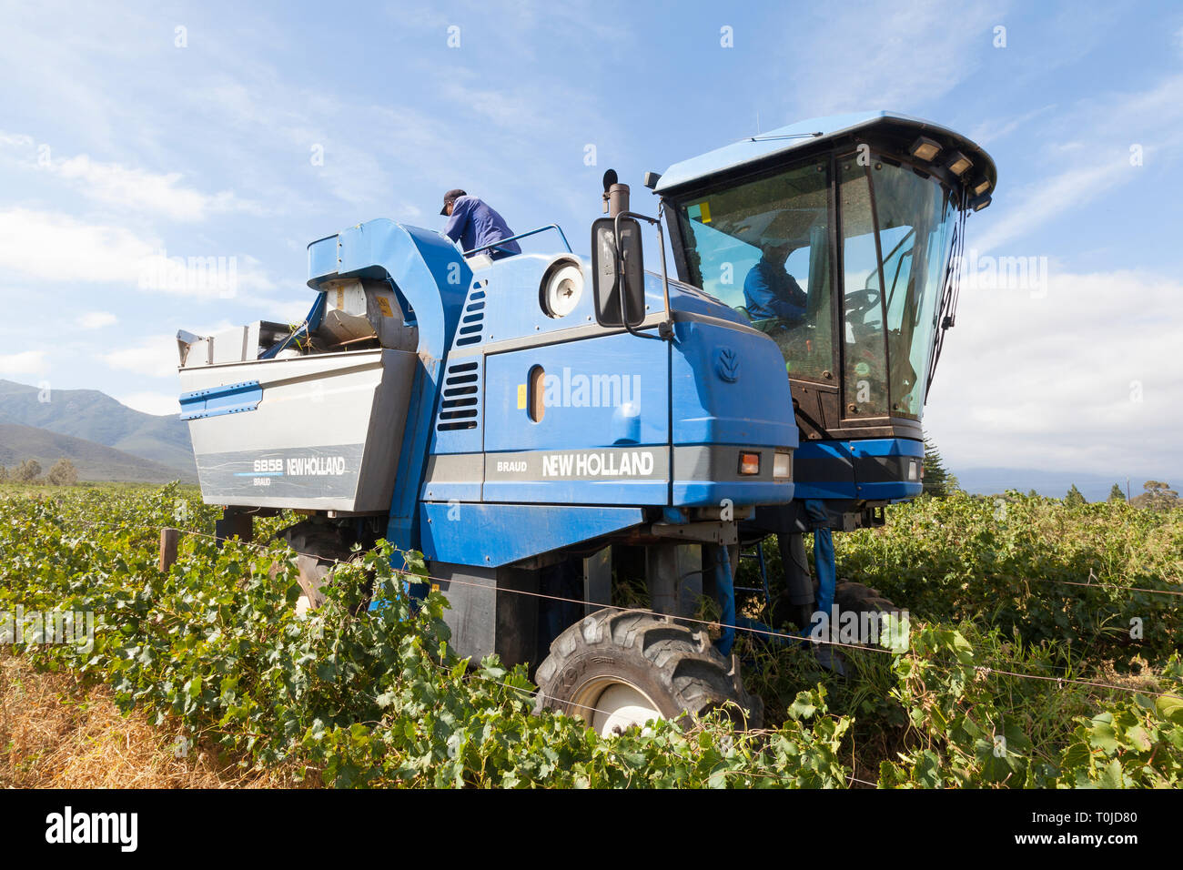 Hanepoot hi-res stock photography and images - Alamy