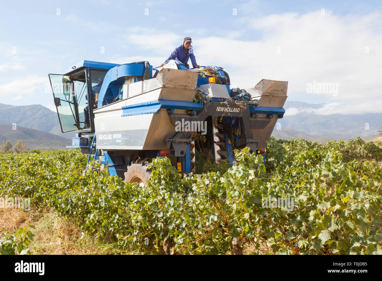 Mechanical harvesting Hanepoot grapes in vineyard with a New Holland Braud SB58 Grape Harvester ...