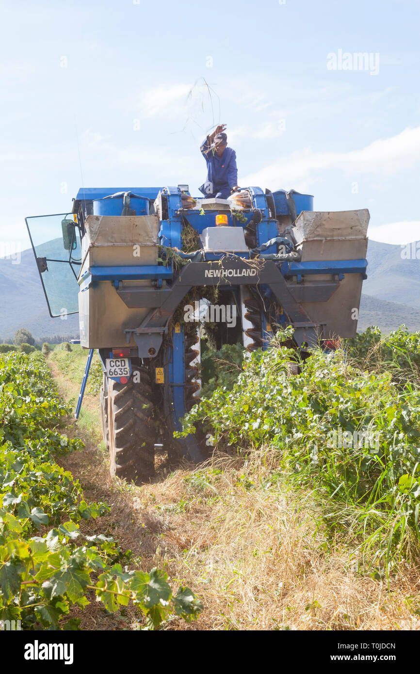 Mechanical harvesting Hanepoot grapes in vineyard with a New Holland ...