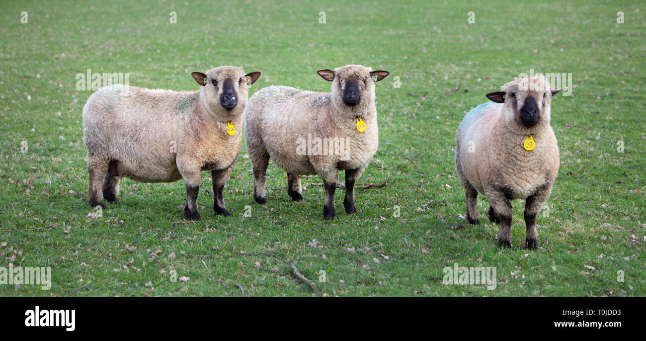 three black headed sheep in green meadow Stock Photo - Alamy