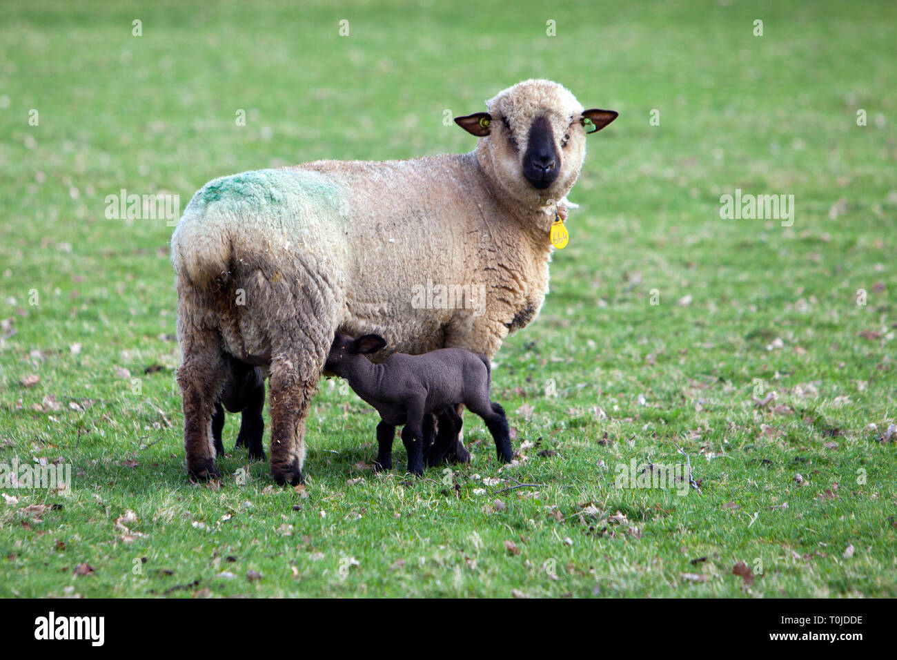 Black headed sheep hi-res stock photography and images - Alamy