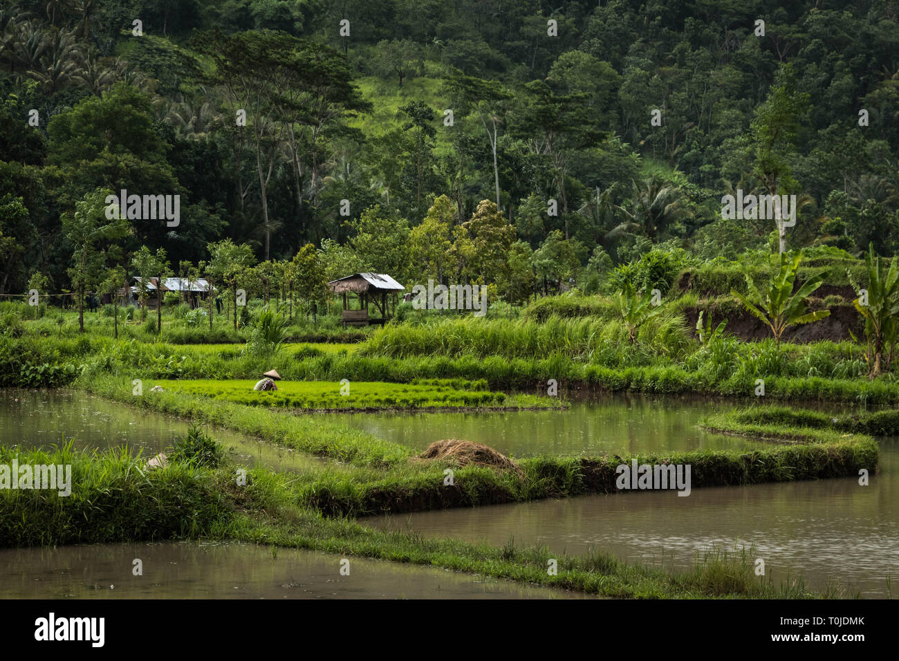 Rice fields, Lombok, Indonesia Stock Photo - Alamy