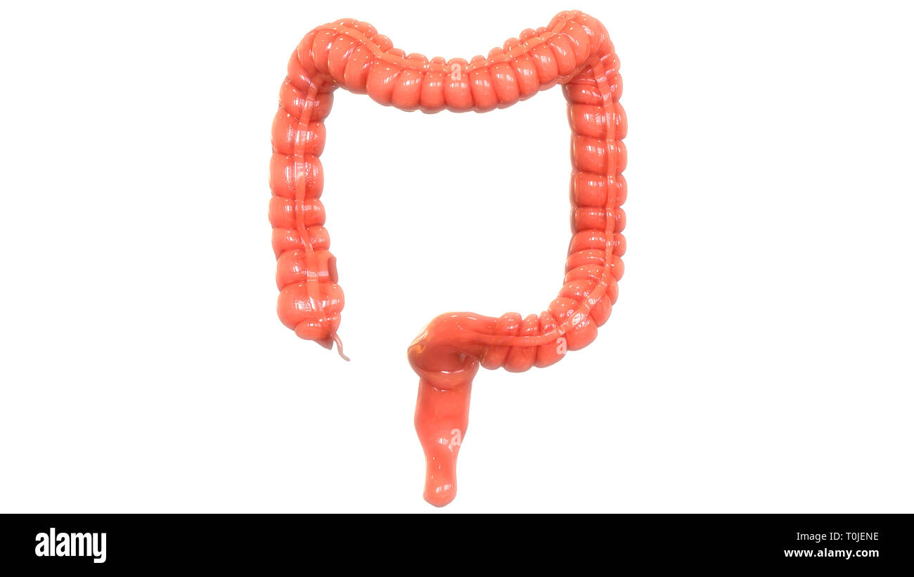 Human Digestive System Large Intestine Anatomy Stock Photo - Alamy