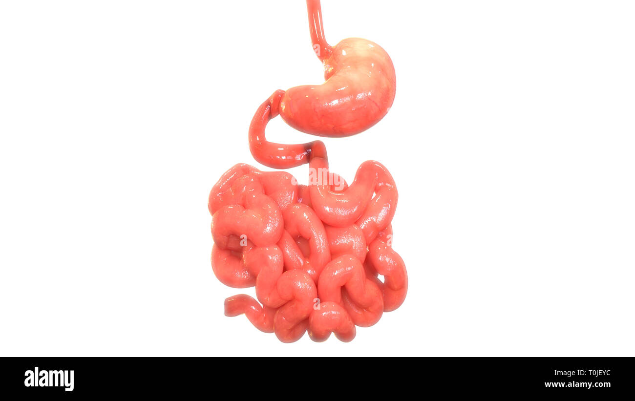 Human Digestive System Stomach with Small Intestine Anatomy Stock Photo ...