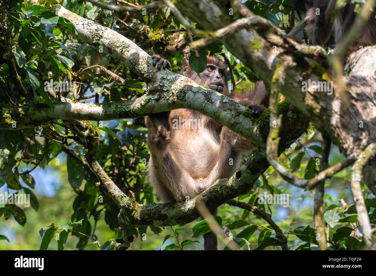 Magombe swamp hi-res stock photography and images - Alamy