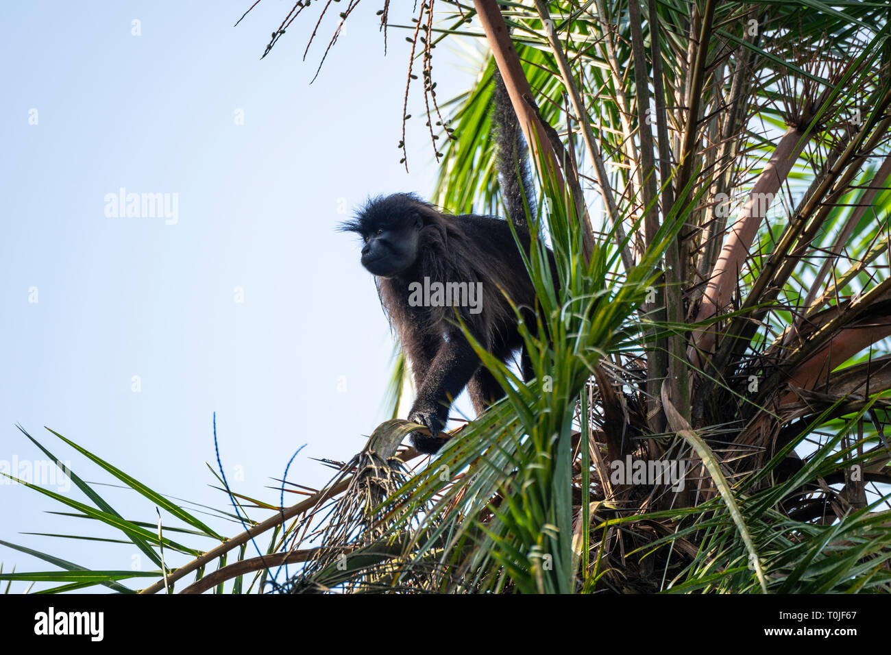 Ugandan red colobus monkey (Procolobus tephrosceles) about to leap from ...