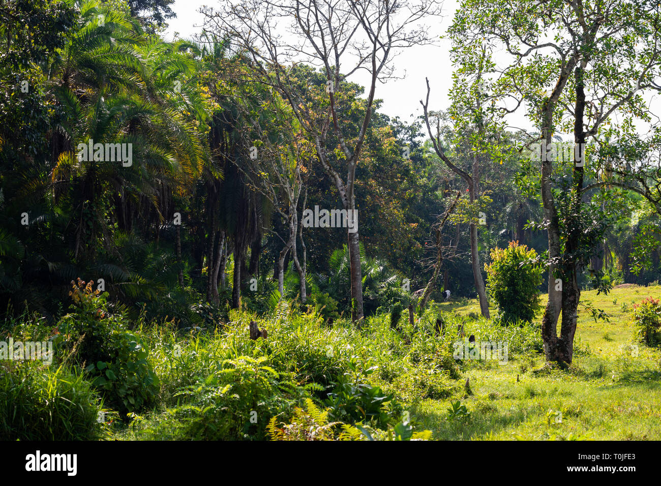 Uganda vegetation hi-res stock photography and images - Alamy