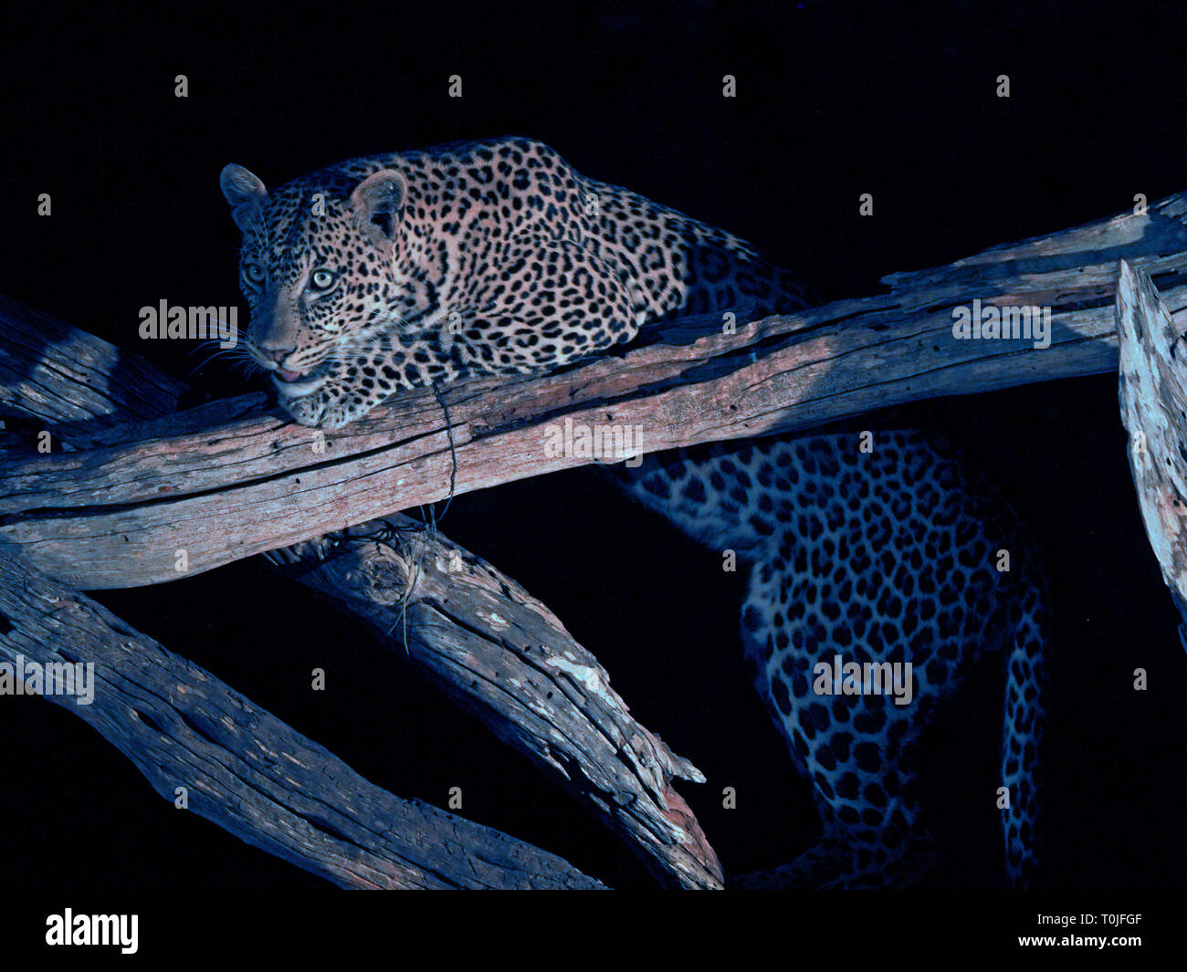 Leopard hills africa hi-res stock photography and images - Alamy