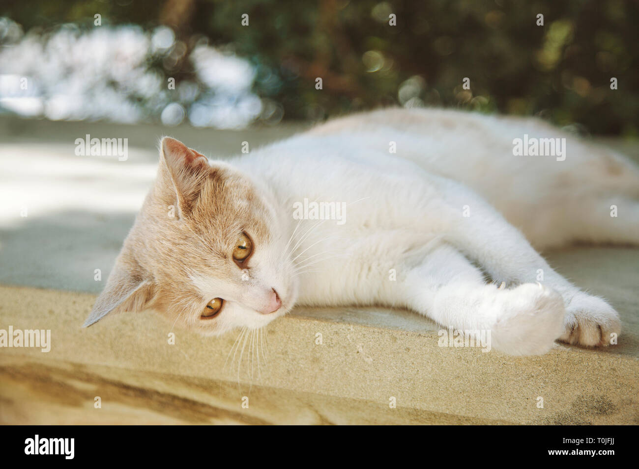 Cat sanctuary cyprus hi-res stock photography and images - Alamy