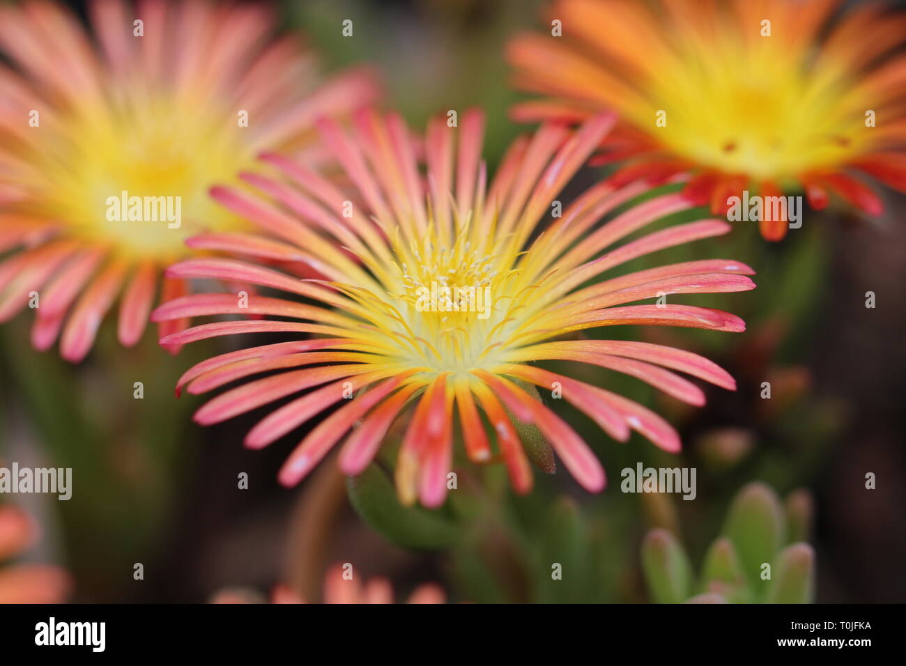 Hardy ice plant hi-res stock photography and images - Alamy