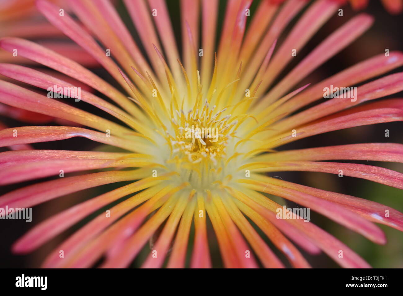 Hardy ice plant hi-res stock photography and images - Alamy