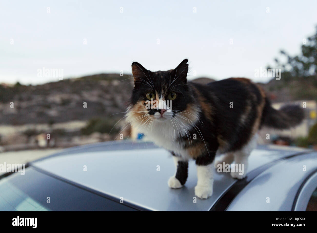 Curious stance hi-res stock photography and images - Alamy