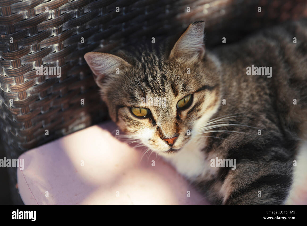 Lazy cat on chair hi-res stock photography and images - Alamy