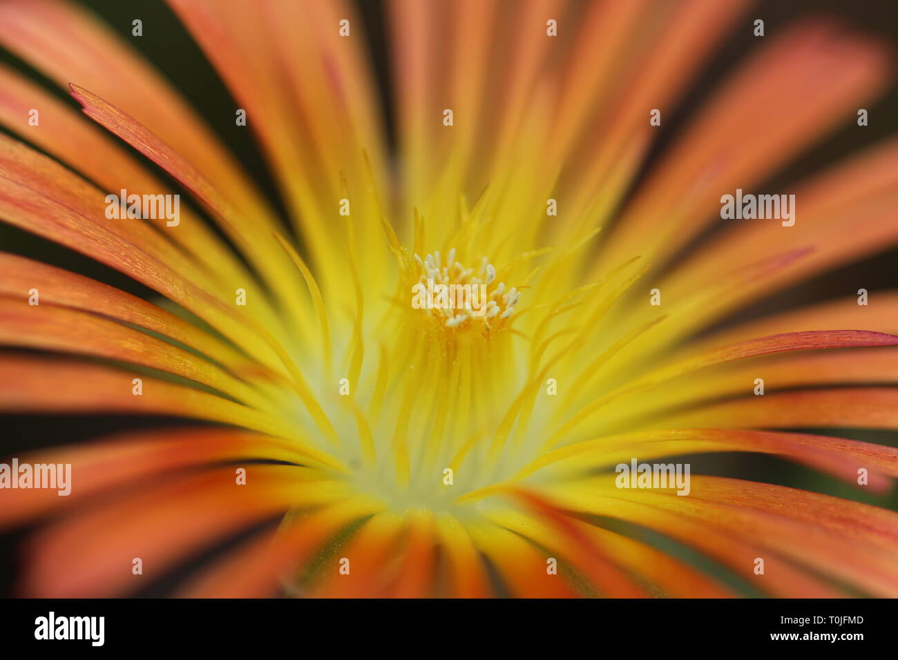 Ice flower hi-res stock photography and images - Alamy