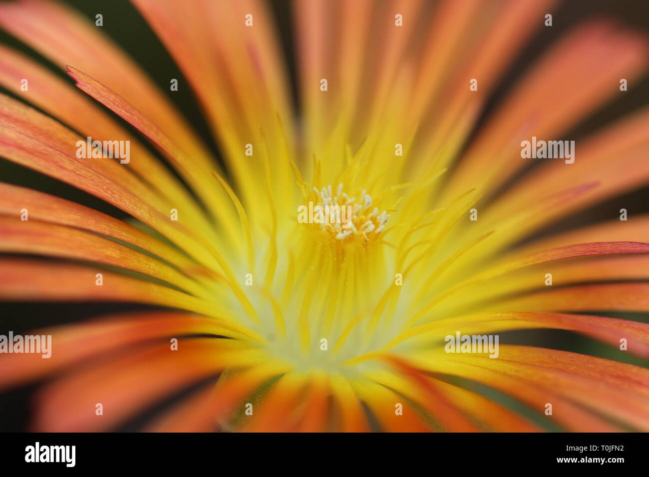 Hardy ice plant hi-res stock photography and images - Alamy