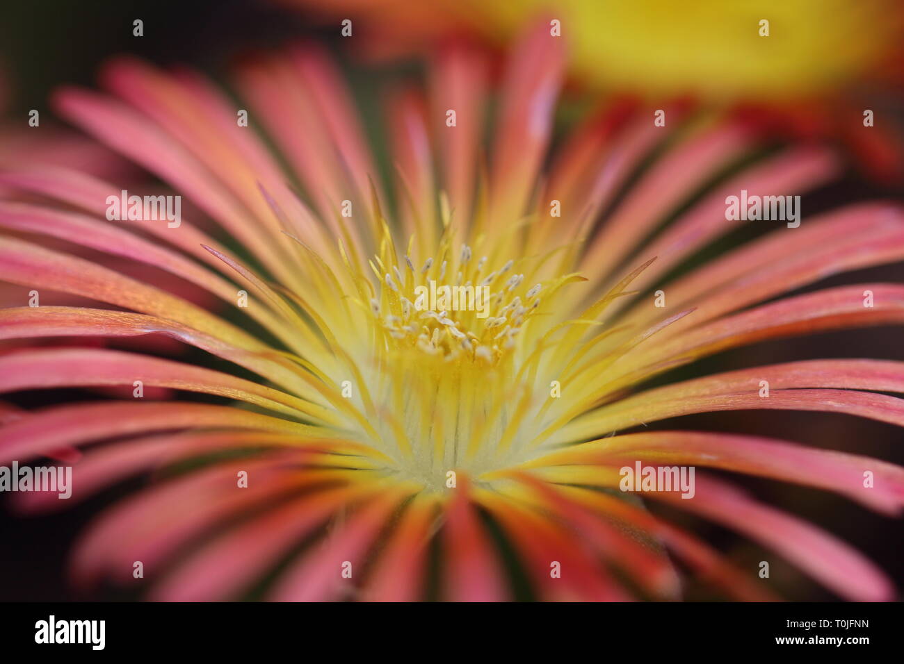 Ice flower hi-res stock photography and images - Alamy