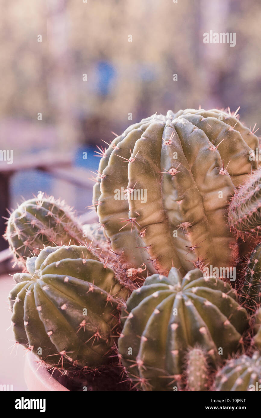 Many cacti in one pot. Home flower. Spiny flower Stock Photo - Alamy
