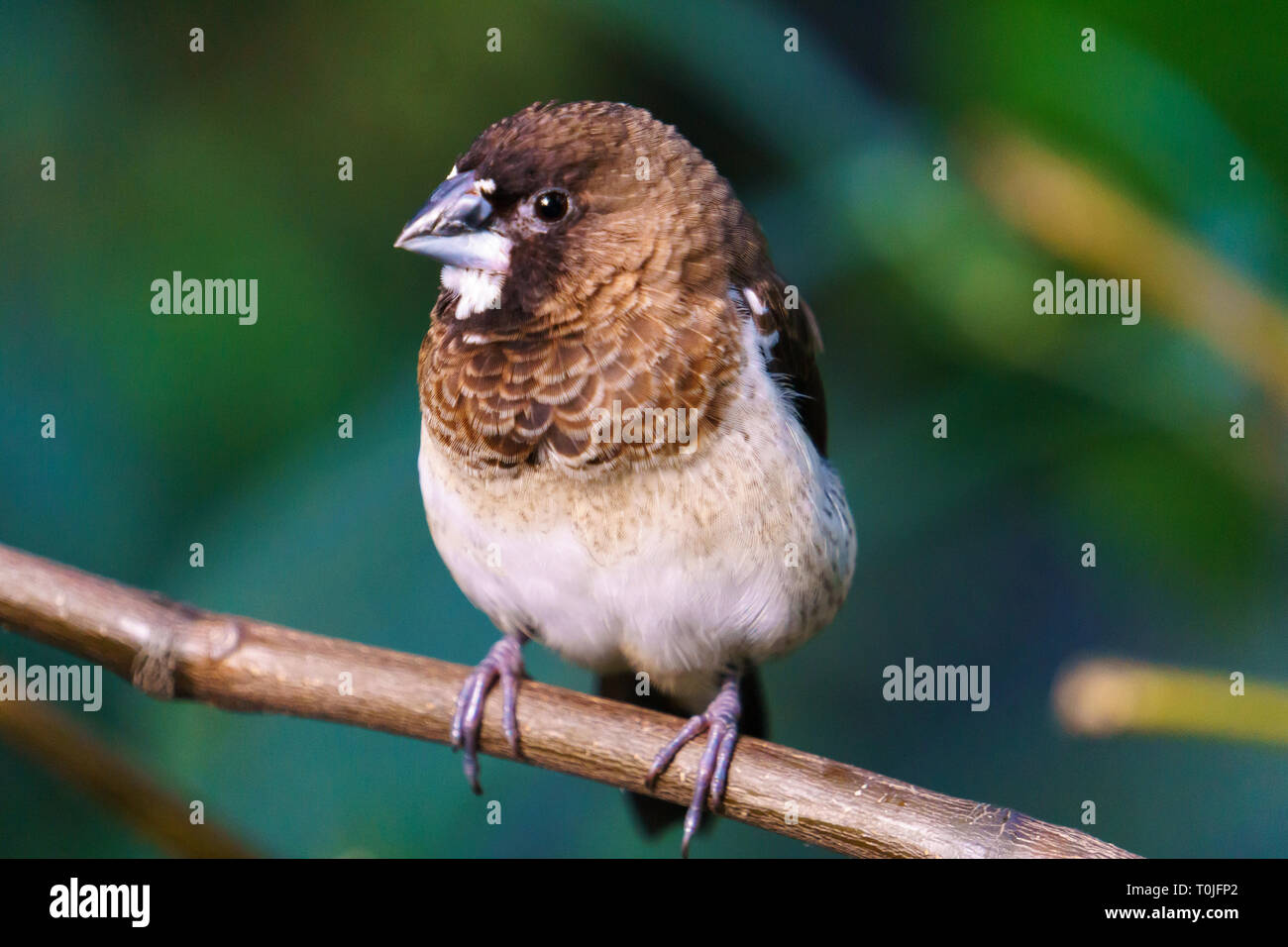 Society Finch bird sitting on a branch Stock Photo - Alamy
