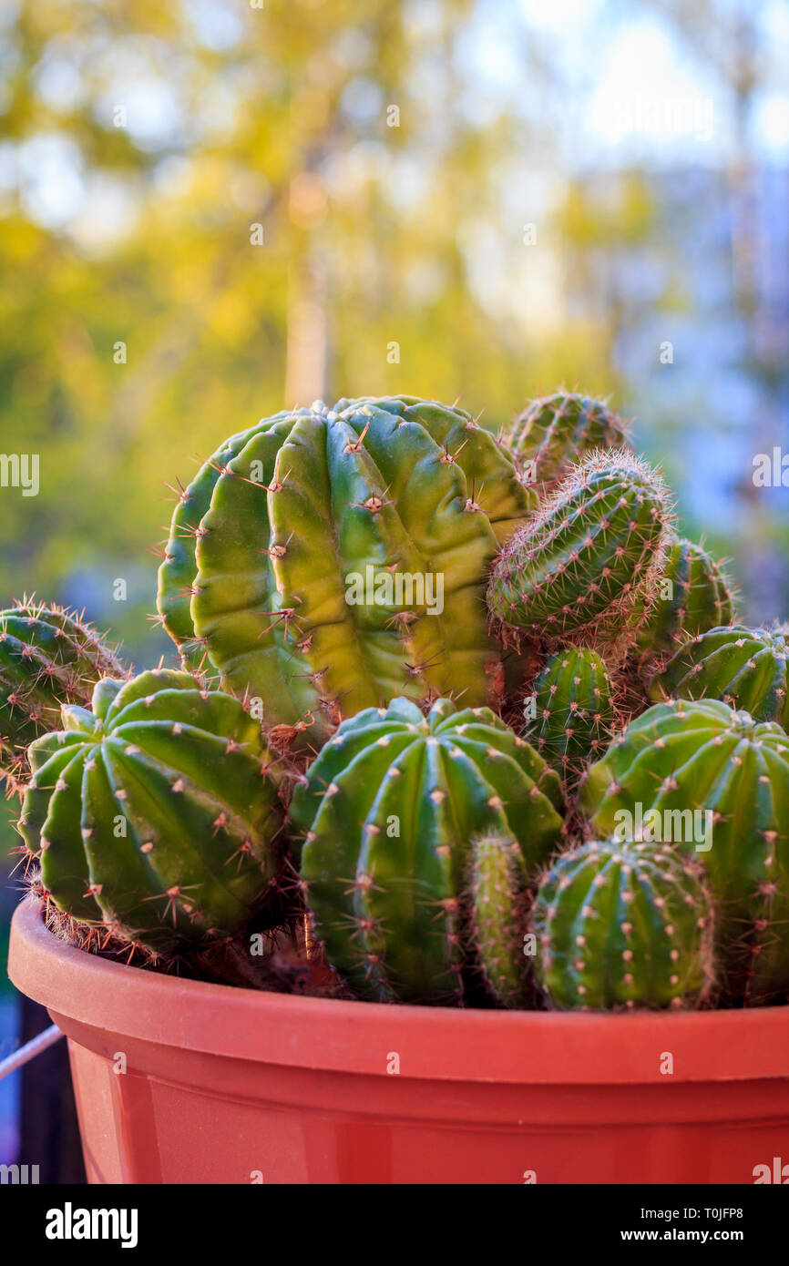 Many cacti in one pot. Home flower. Spiny flower Stock Photo - Alamy