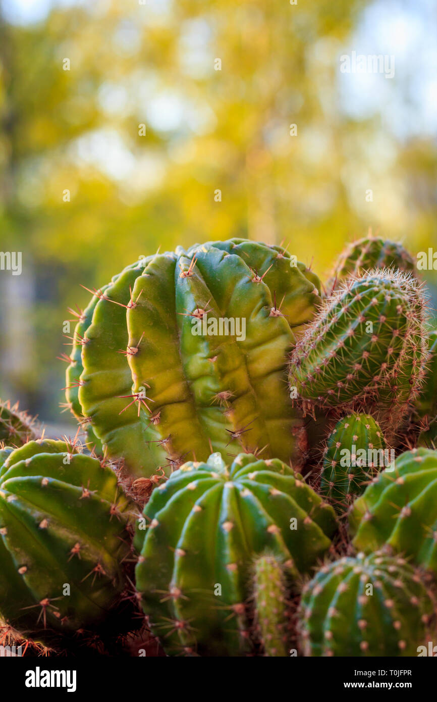 Many cacti in one pot. Home flower. Spiny flower Stock Photo - Alamy