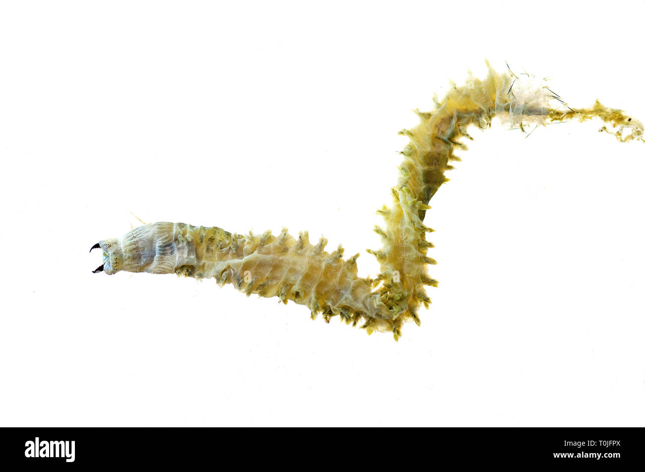 Dead worms Cut Out Stock Images & Pictures - Alamy