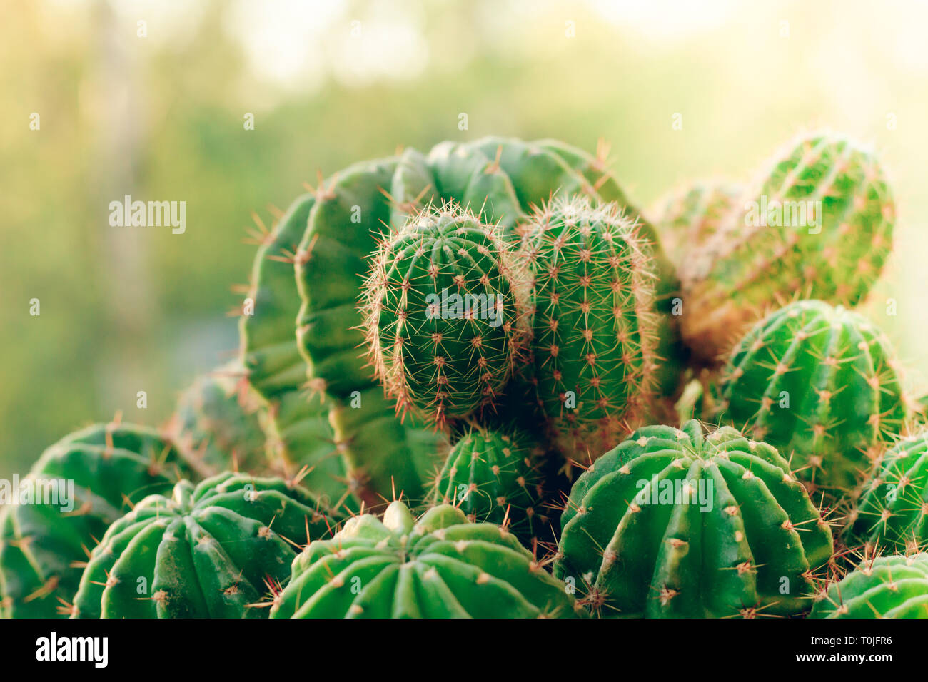 Many cacti in one pot. Home flower. Spiny flower Stock Photo - Alamy