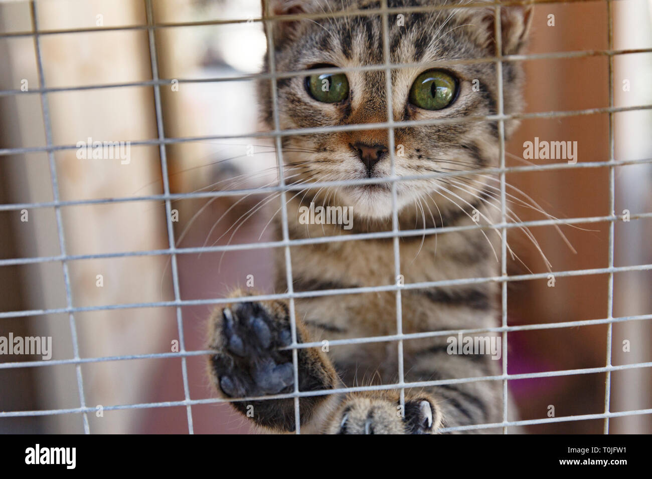 Kitten in the cage hi-res stock photography and images - Alamy