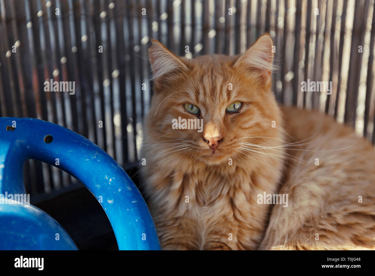 Ginger cat with green eyes hi-res stock photography and images - Alamy