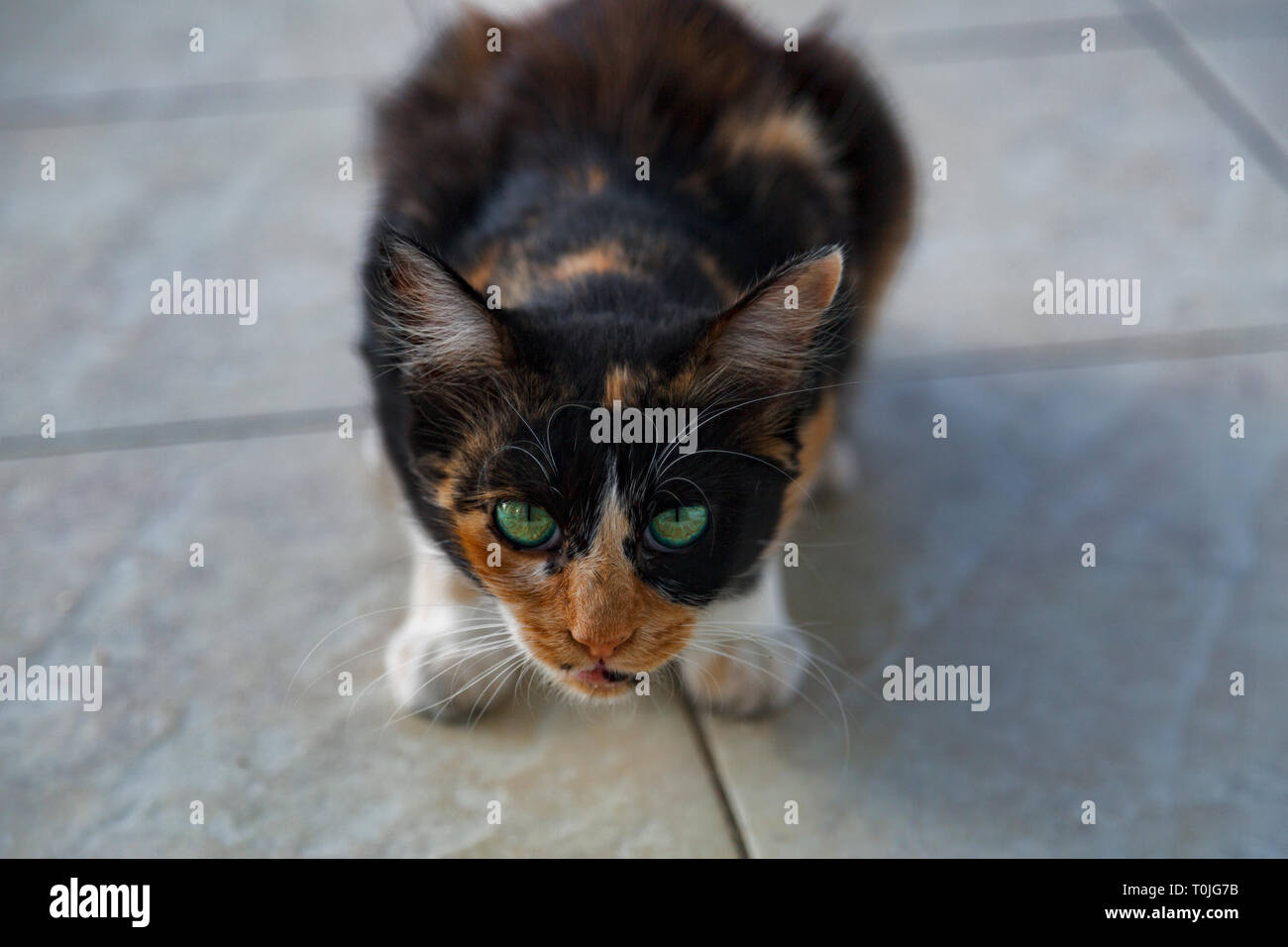 A crouching down stray cat Stock Photo - Alamy