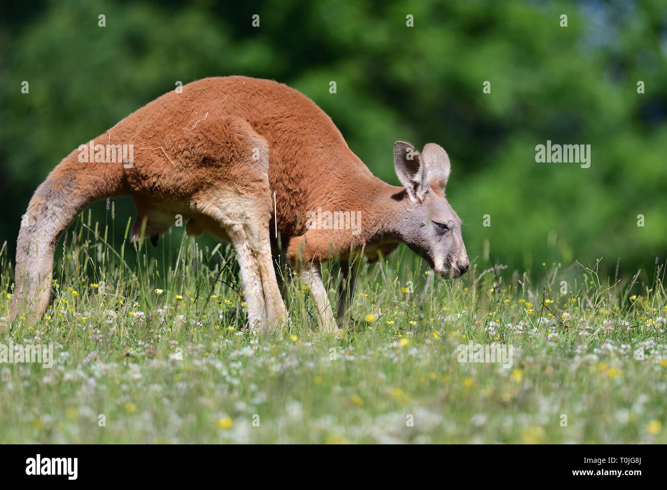 Portrait of a red kangaroo (Macropus rufus) in a grassy meadow Stock ...