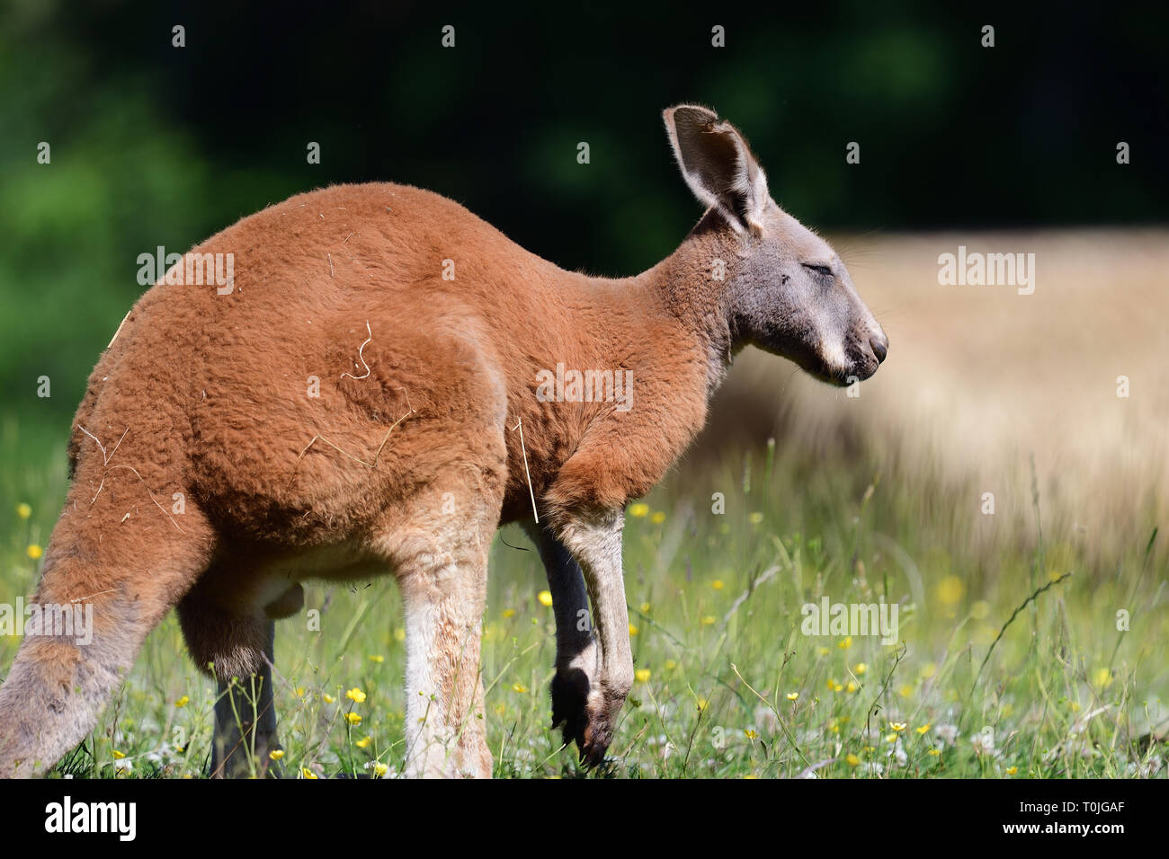 Side view of a red kangaroo (Macropus rufus) in a grassy meadow Stock ...