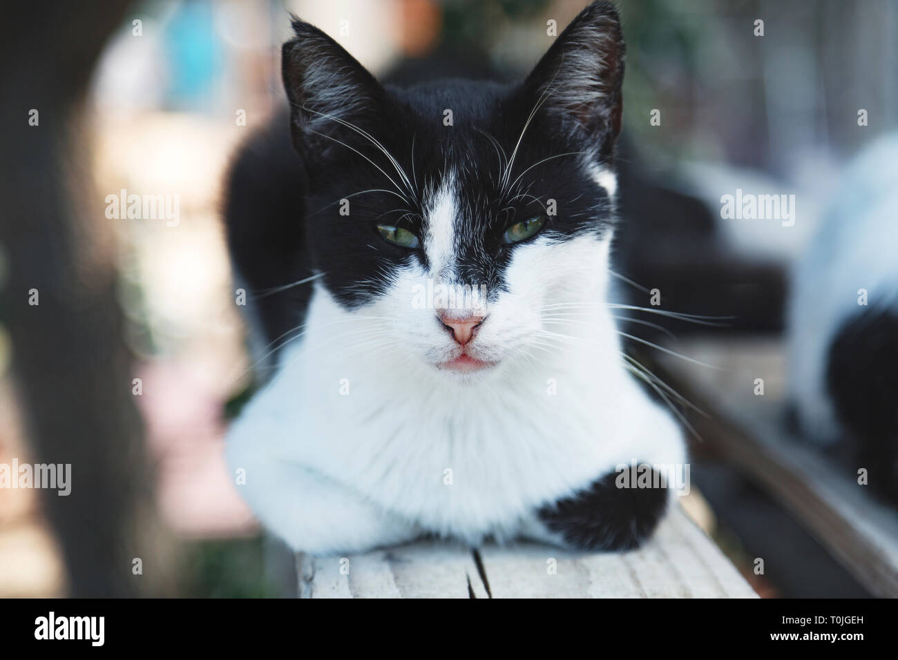 Squinting one eye hi-res stock photography and images - Alamy