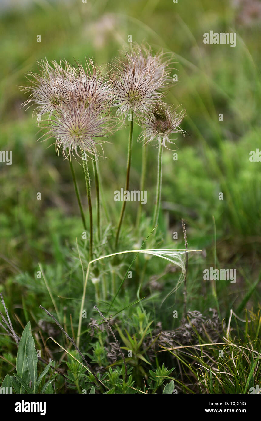 Eco conscious concept. Rare vanishing plant from the Red Book of blooms ...