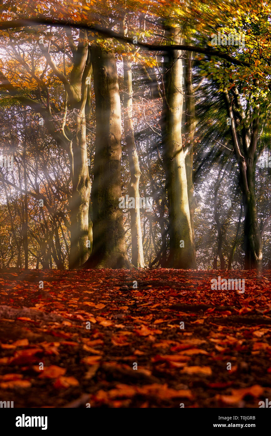 Dappled autumnal sunlight through trees hi-res stock photography and ...