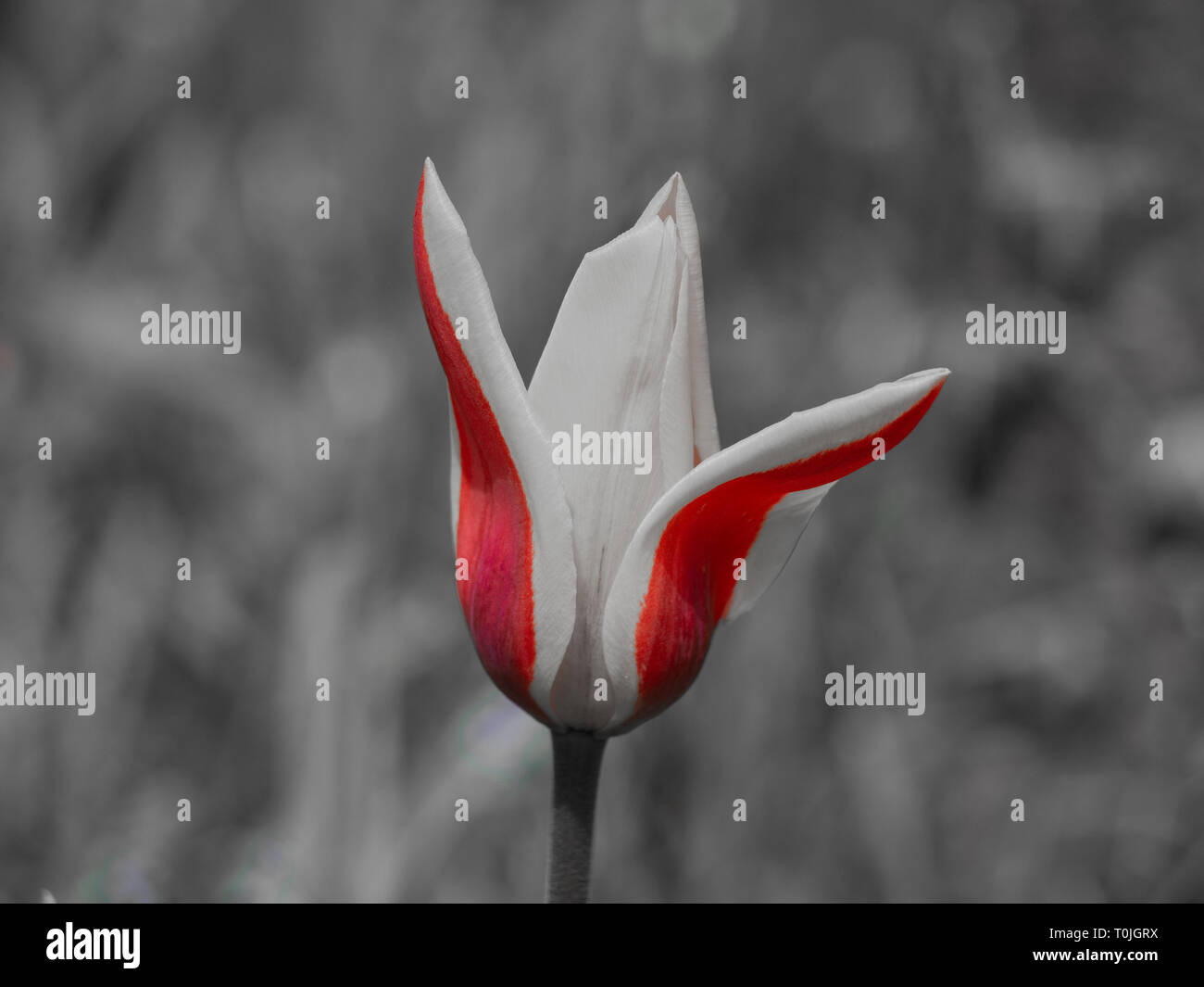 Tulipa red striped tulip flower hi-res stock photography and images - Alamy