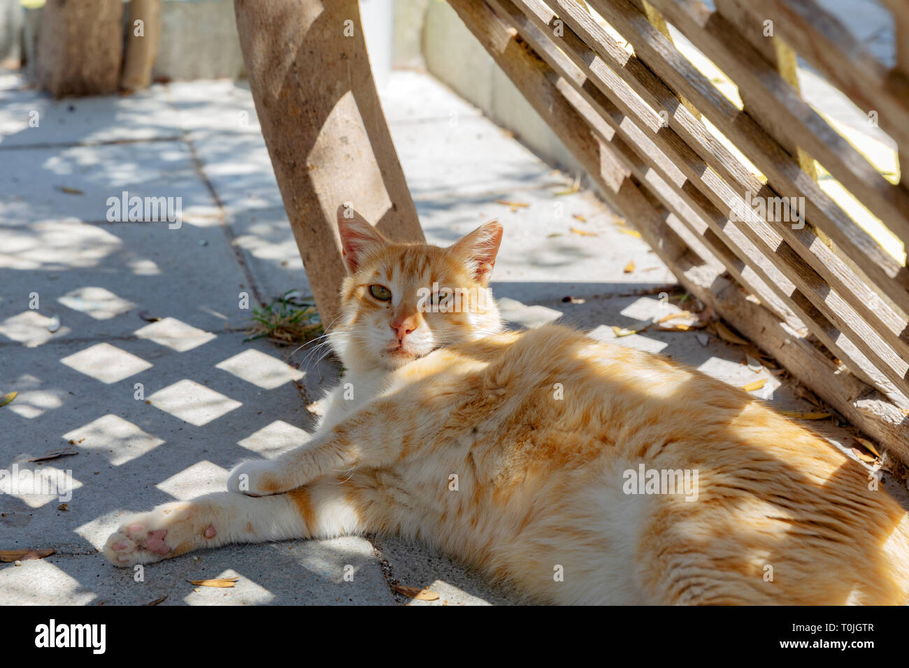 Stray ginger cat hi-res stock photography and images - Alamy