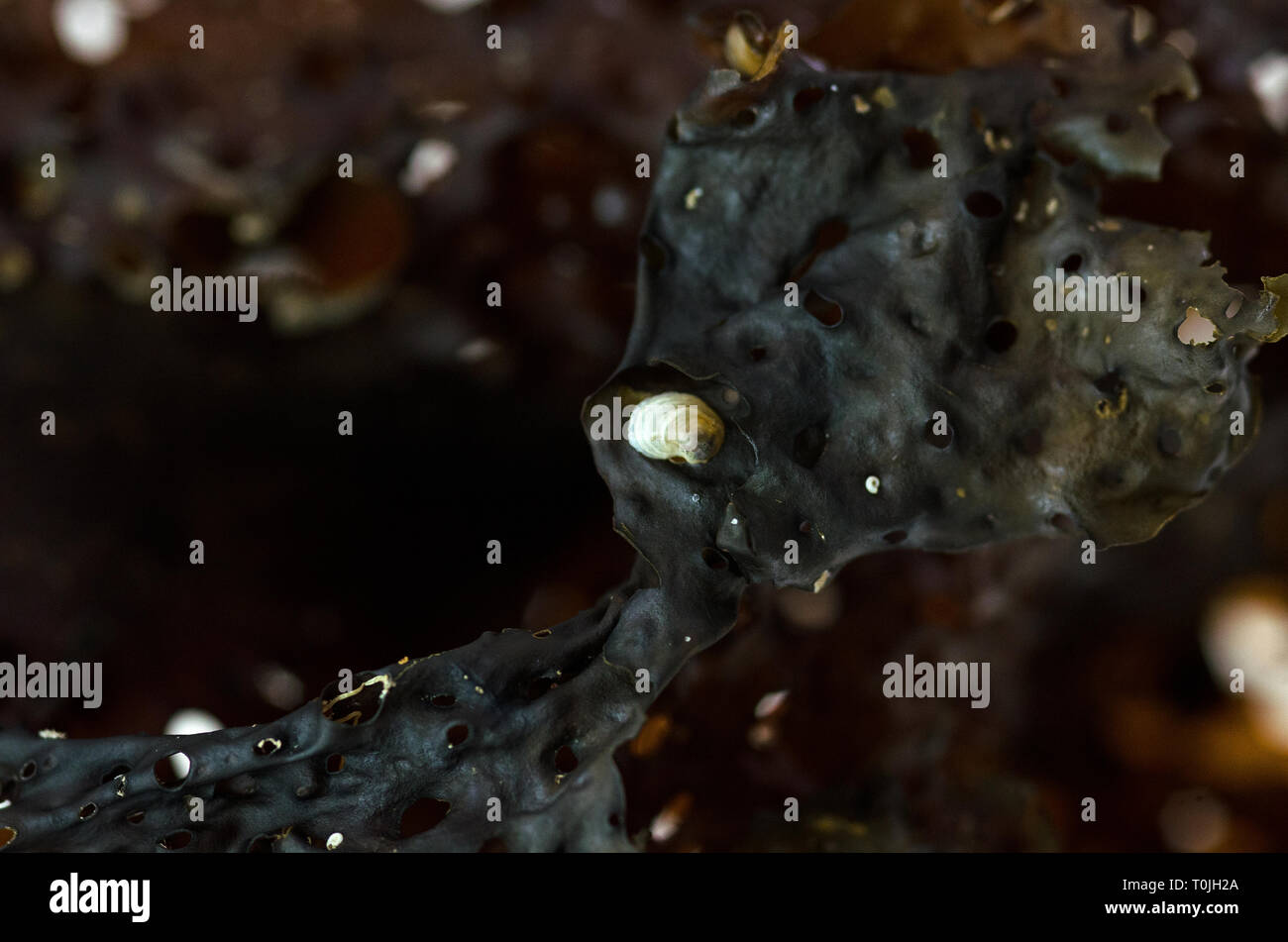 Agarum cribosum hi-res stock photography and images - Alamy