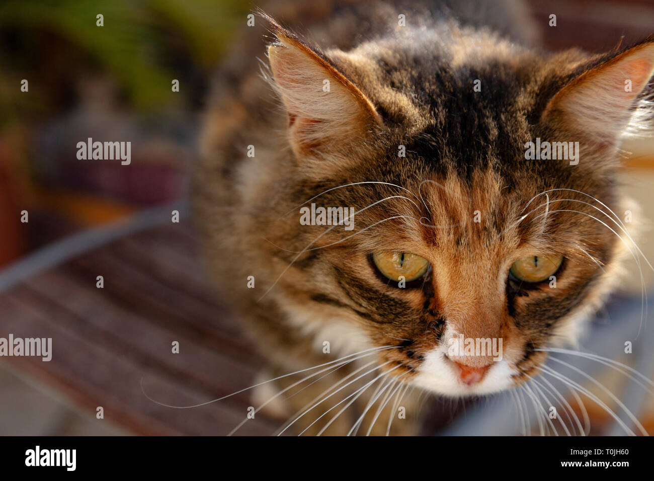 Close up stray cat hi-res stock photography and images - Alamy