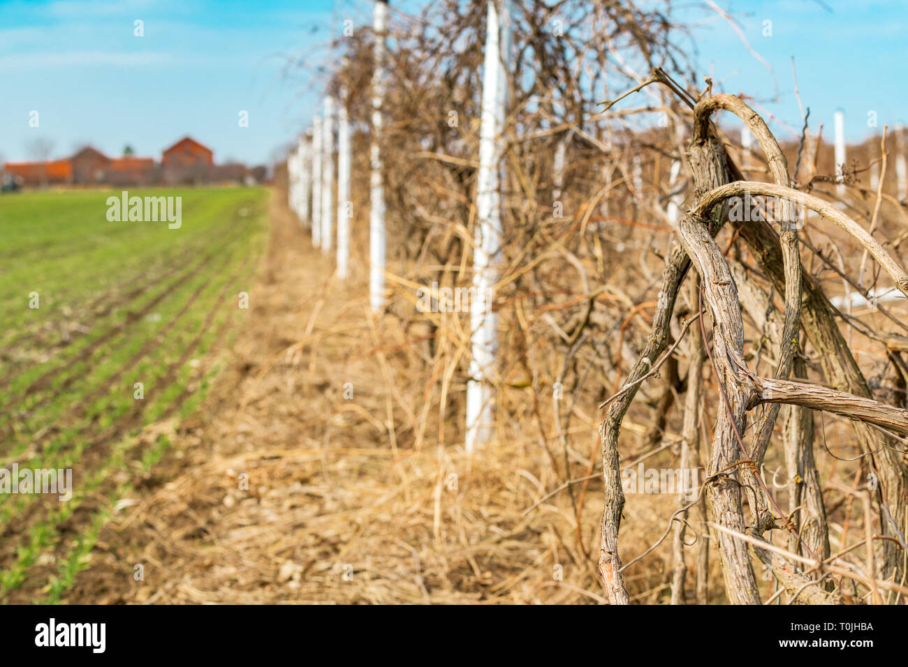 Abandoned vegetation farm hi-res stock photography and images - Alamy