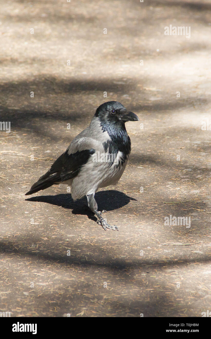 crow walking along the path. black crow. wild bird Stock Photo - Alamy
