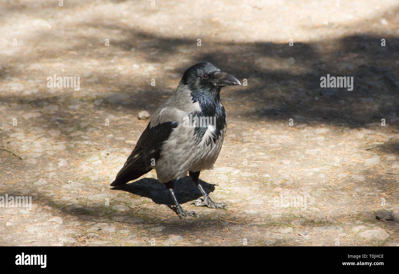 crow walking along the path. black crow. wild bird Stock Photo - Alamy