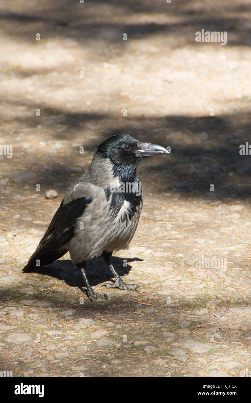 crow walking along the path. black crow. wild bird Stock Photo - Alamy