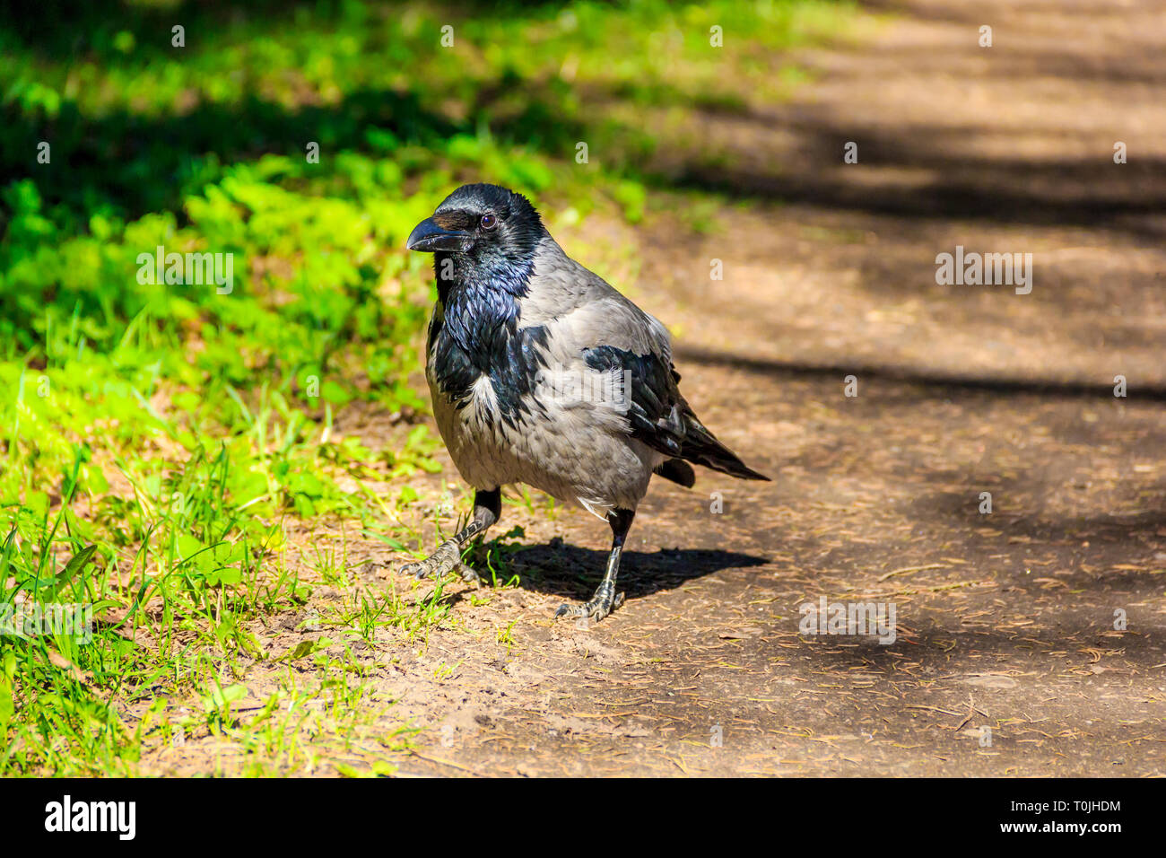 crow walking along the path. black crow. wild bird Stock Photo - Alamy