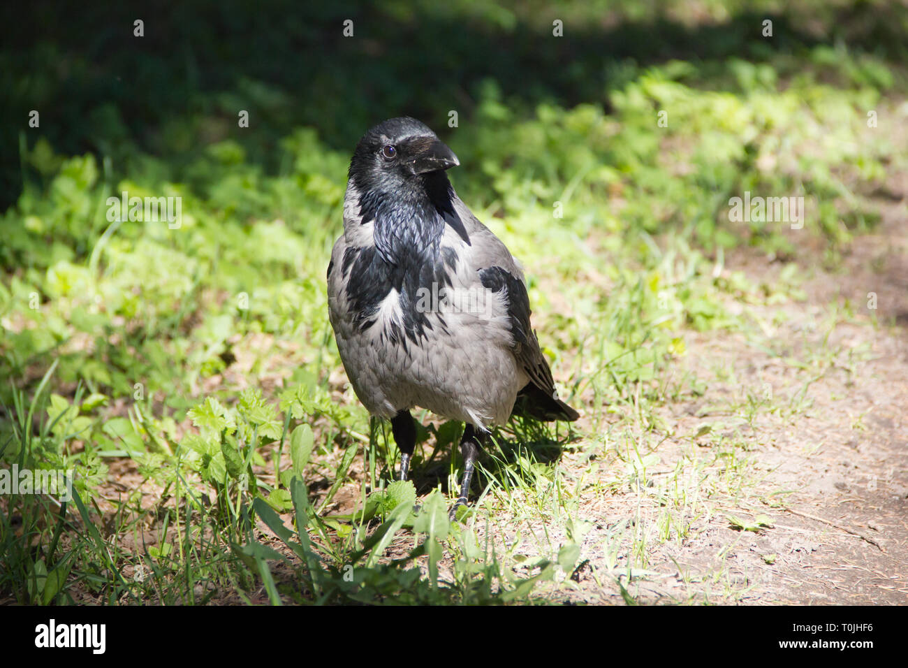 crow walking along the path. black crow. wild bird Stock Photo - Alamy