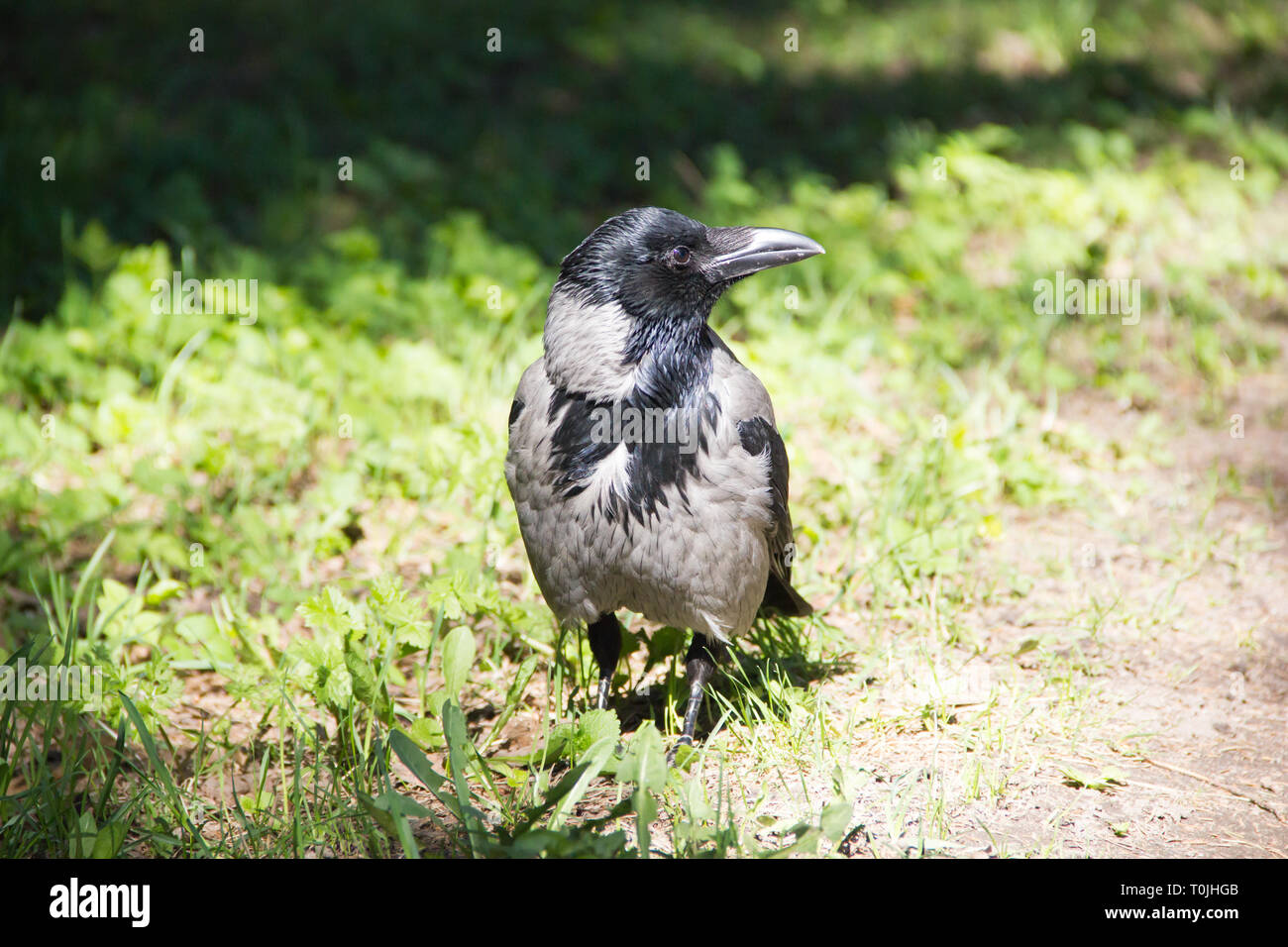 crow walking along the path. black crow. wild bird Stock Photo - Alamy
