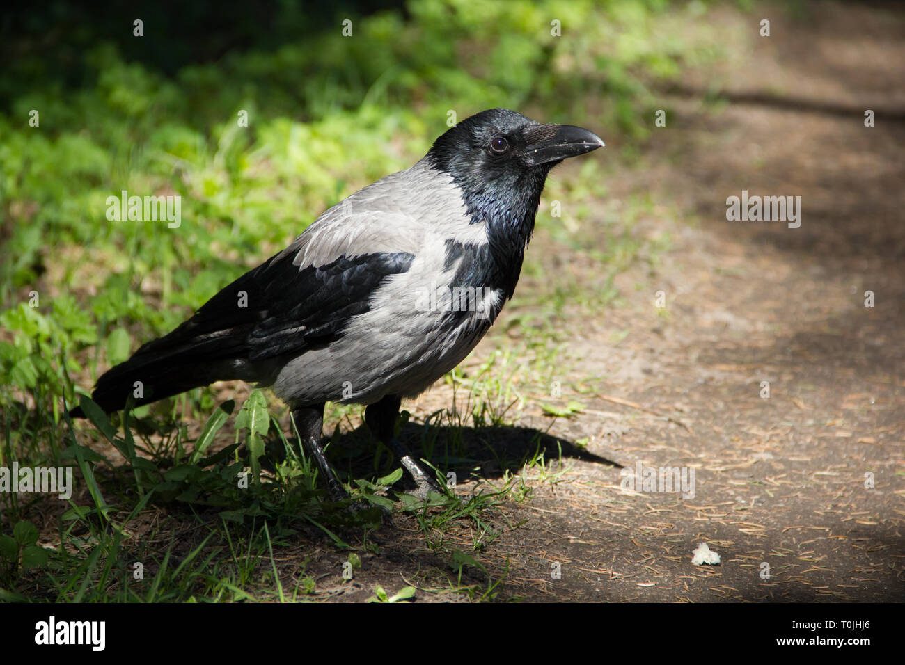 Hooded crow corvus cornix walks hi-res stock photography and images - Alamy