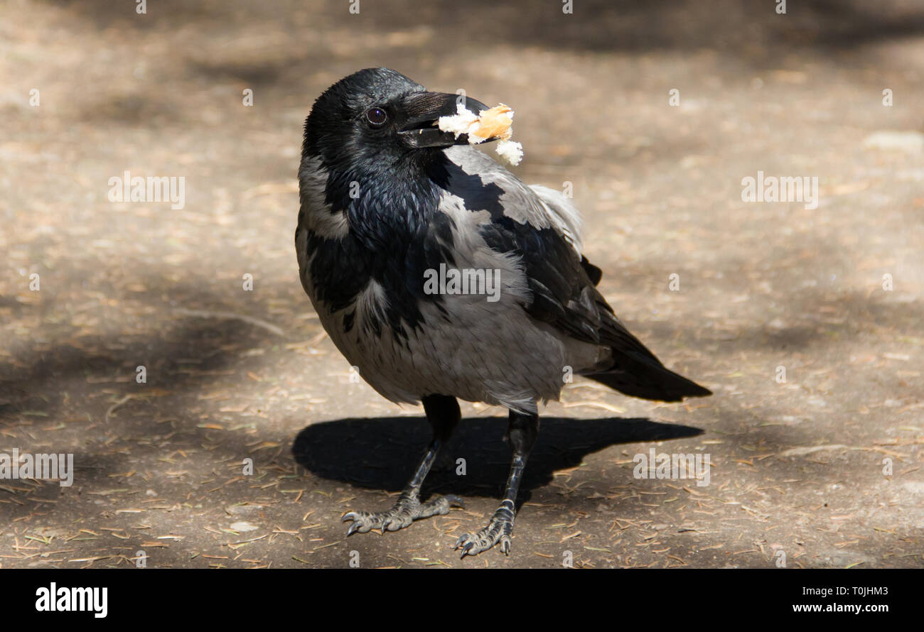 crow walking along the path. black crow. wild bird Stock Photo - Alamy